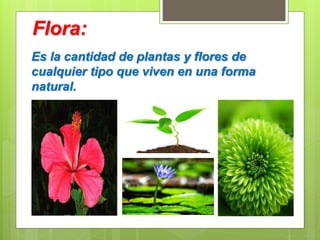 Fauna y flora | PPTX