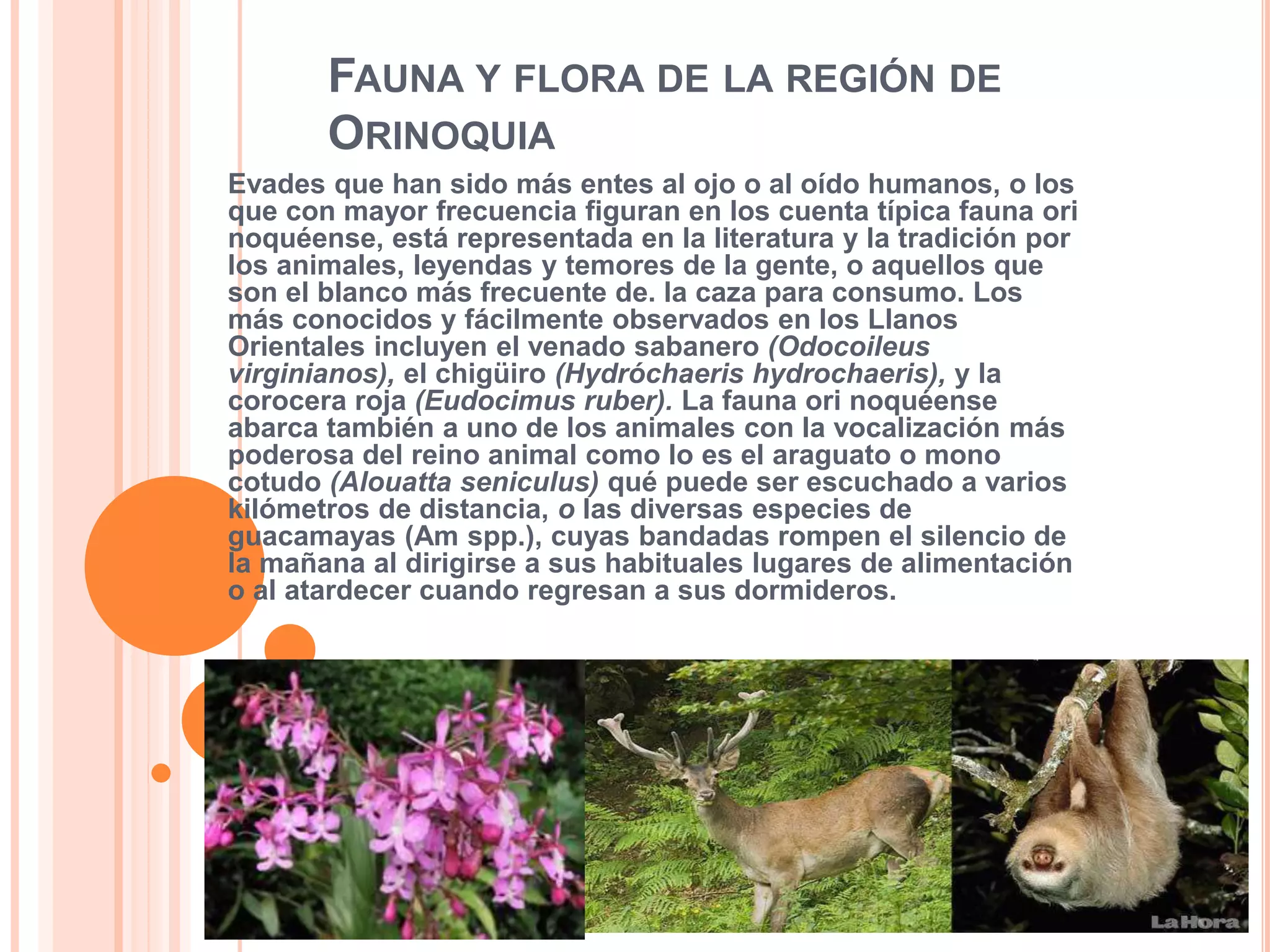 FAUNA Y FLORA DE COLOMBIA | PPTX | South America Travel | Travel Locations