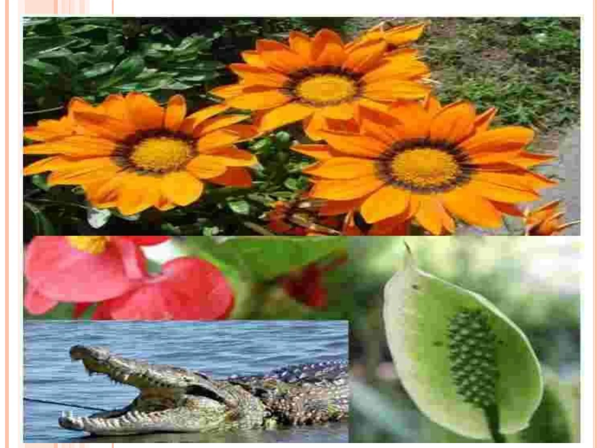 FLORA COLOMBIA Y FAUNA EN COLOMBIA CUARTO GRADO | PPT