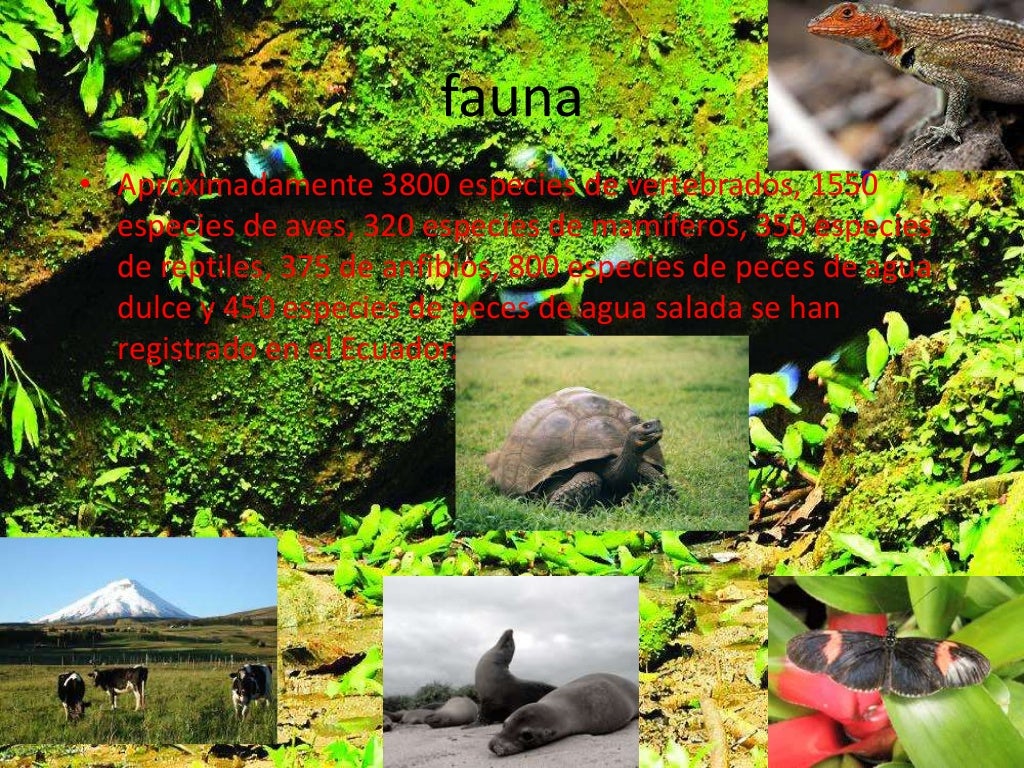 fauna y flora del Ecuador