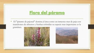 Fauna y flora en peligro de extinción (páramo) por Lilian Sandoval | PPTX