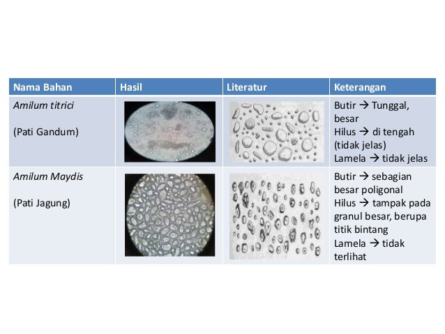 Praktikum Farmakognosi