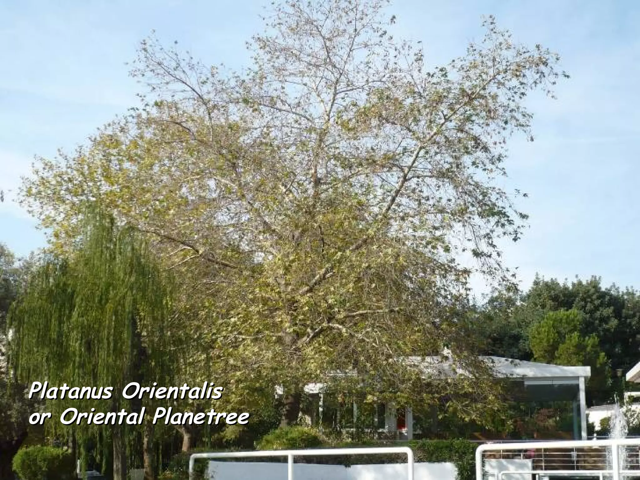 Plane tree | PPT