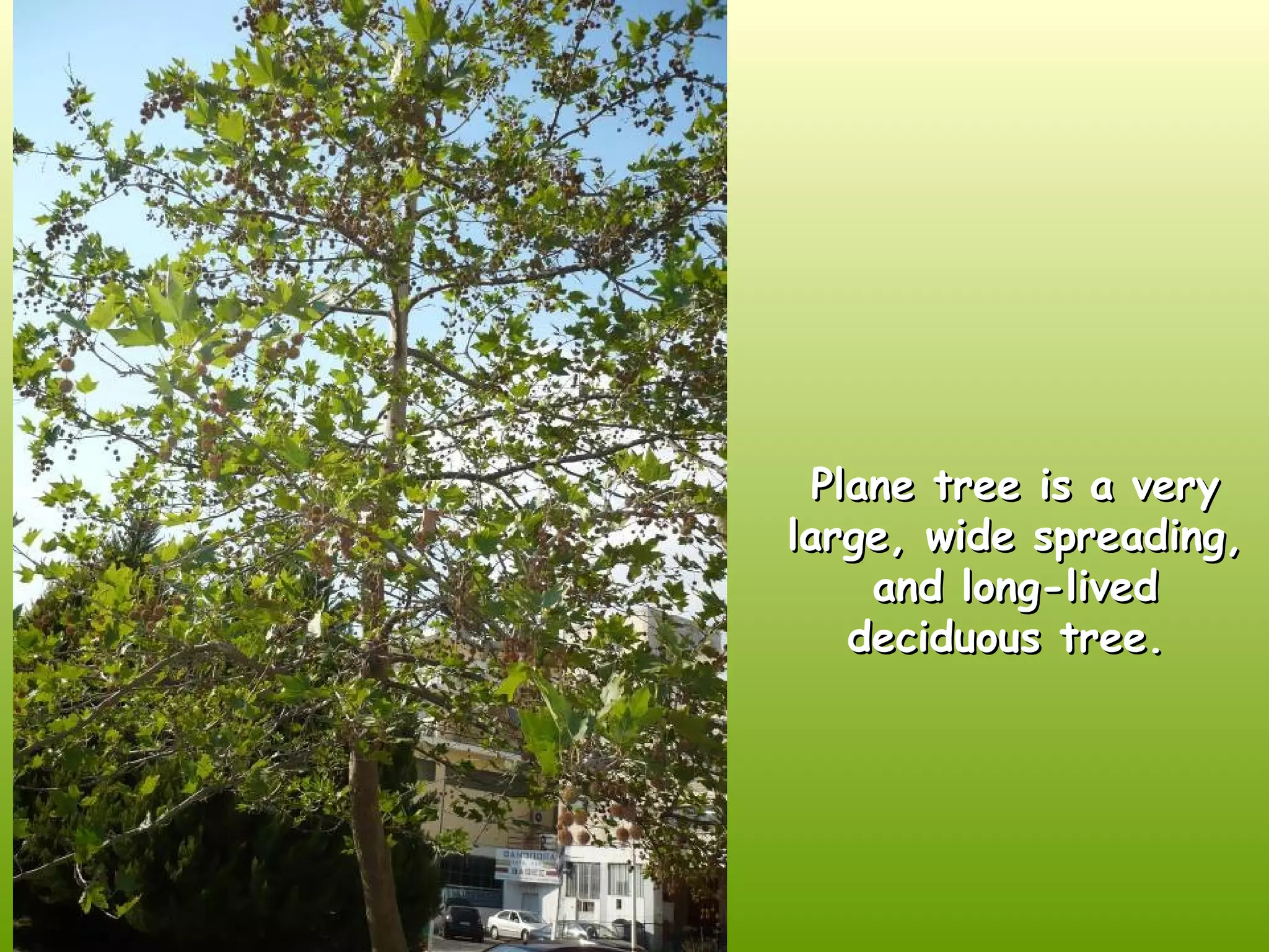 Plane tree | PPT