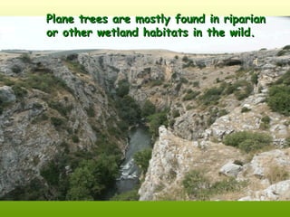 Plane tree | PPT