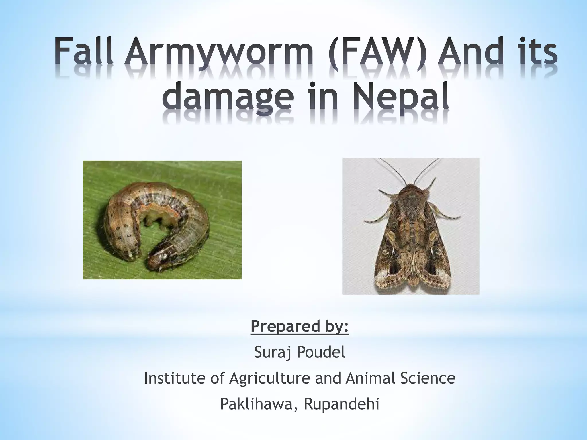 Fall Armyworm (FAW) and its damage in Nepal | PPTX