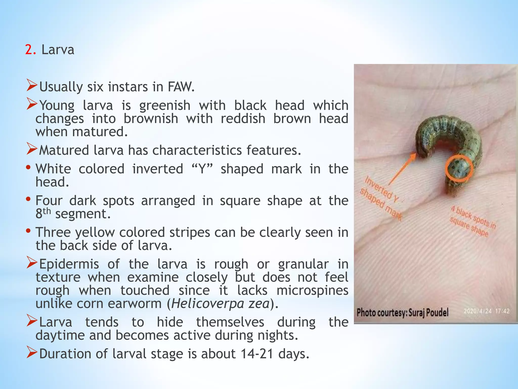Fall Armyworm (FAW) and its damage in Nepal | PPTX
