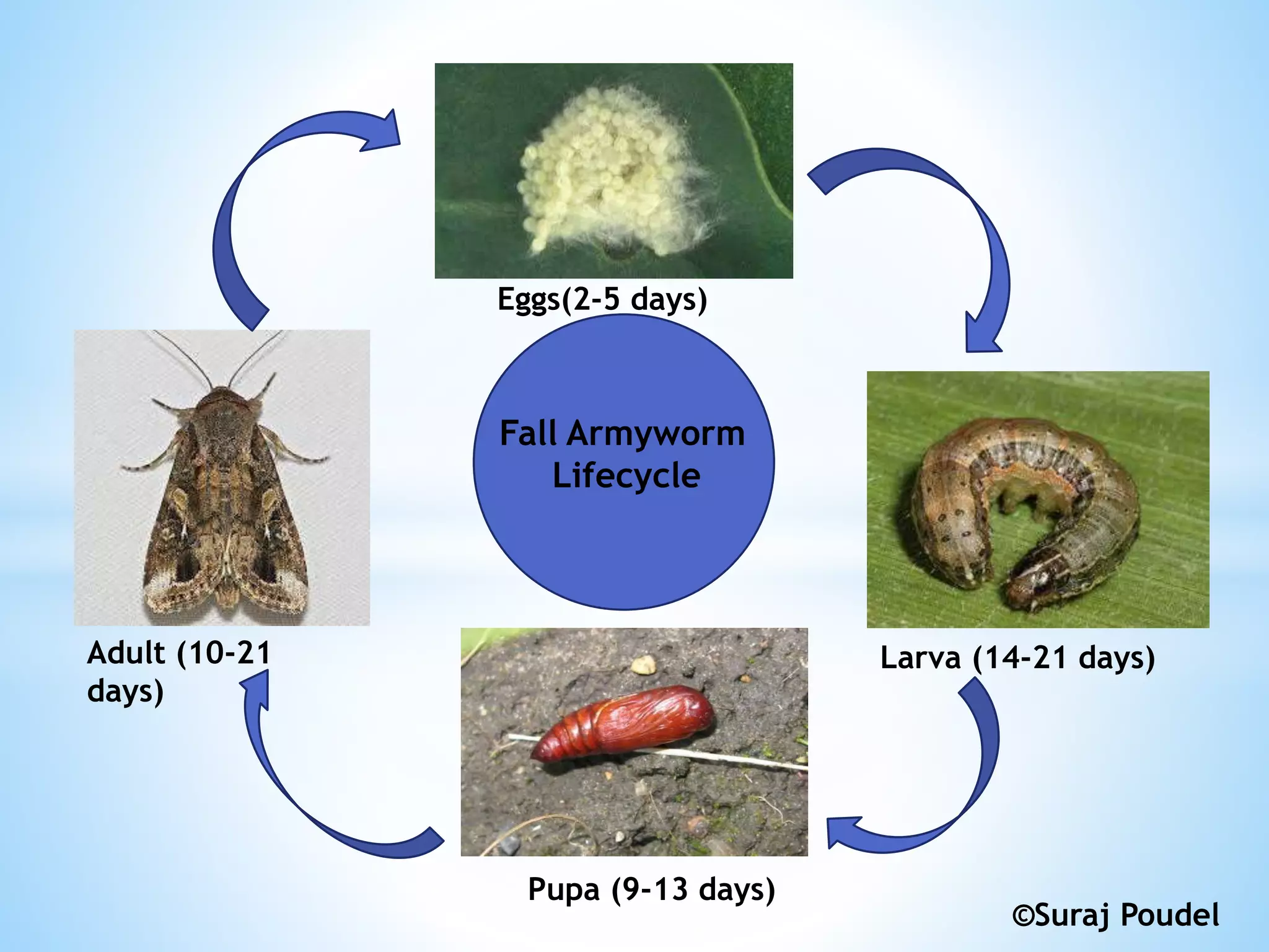 Fall Armyworm (FAW) and its damage in Nepal | PPTX