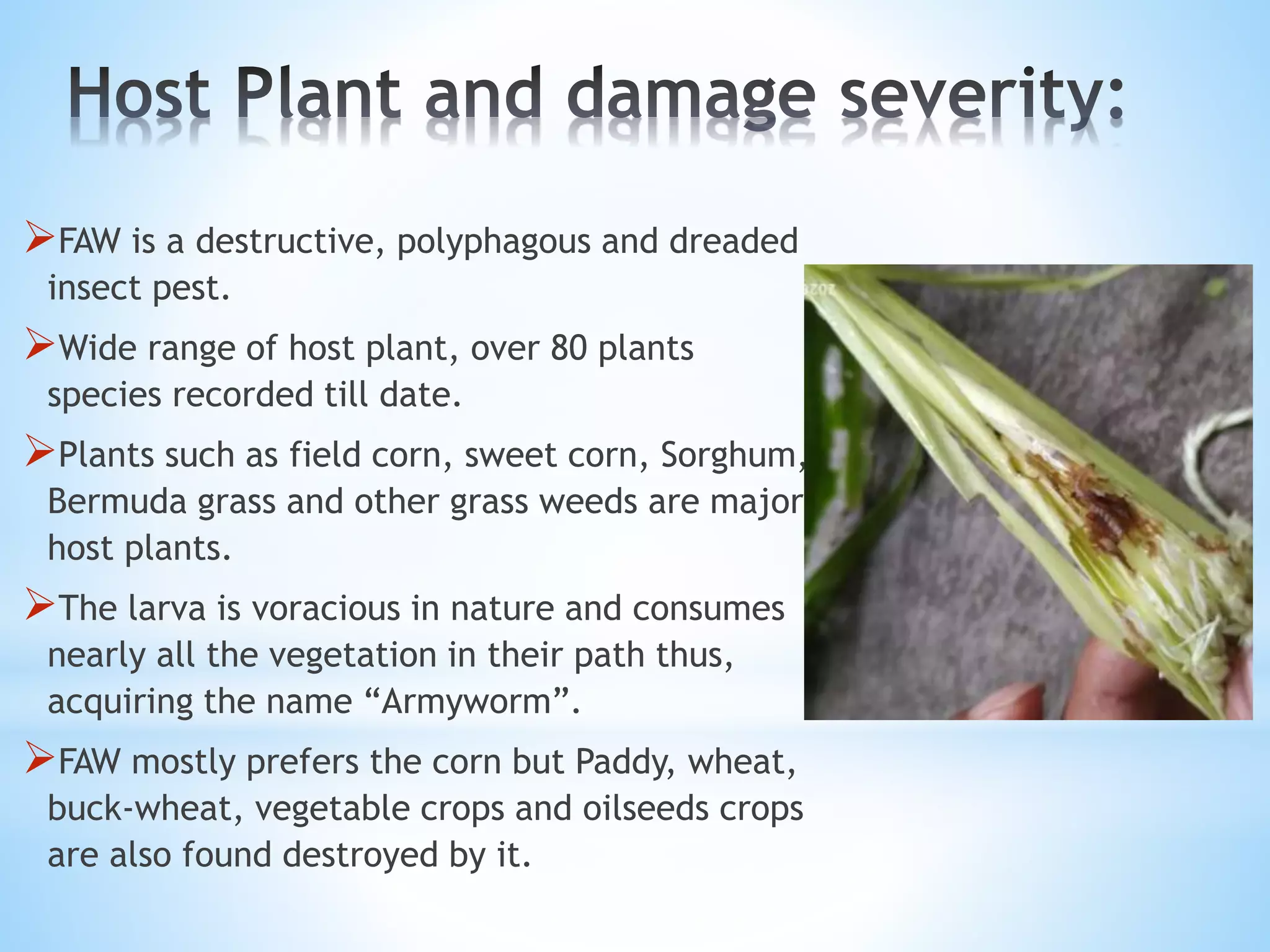 Fall Armyworm (FAW) and its damage in Nepal | PPTX