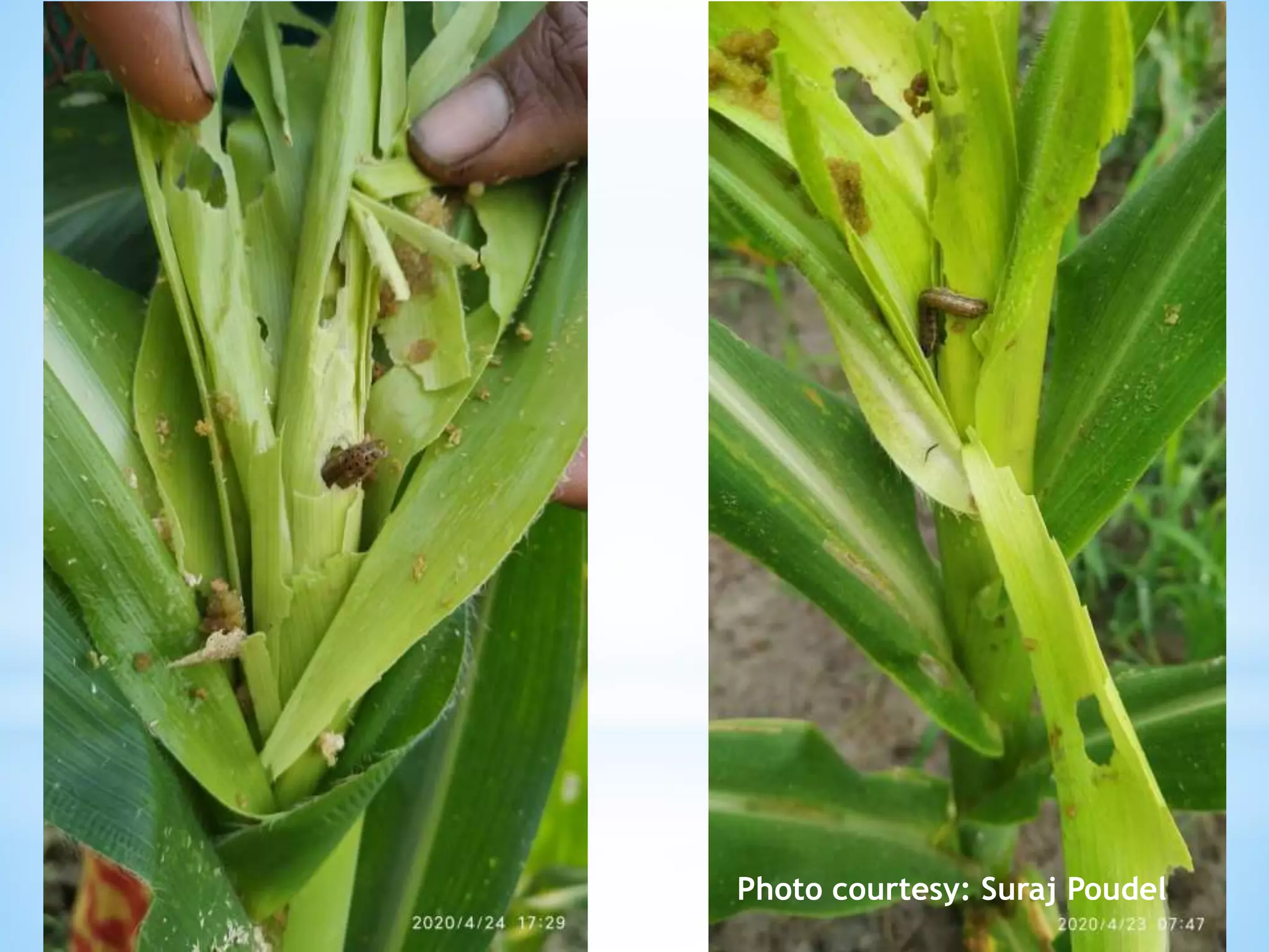 Fall Armyworm (FAW) and its damage in Nepal | PPTX