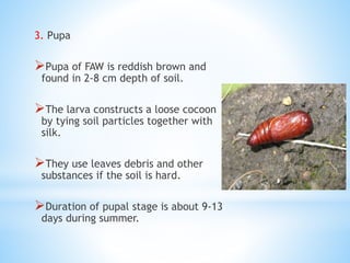 Fall Armyworm (FAW) and its damage in Nepal | PPTX