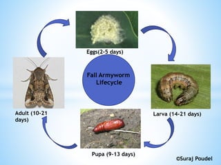 Armyworm Life Cycle