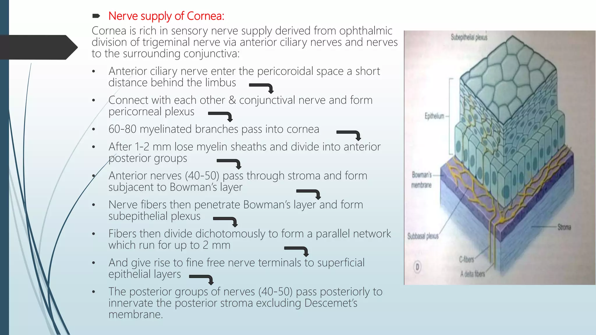 cornea, conjunctiva and sclera | PPTX