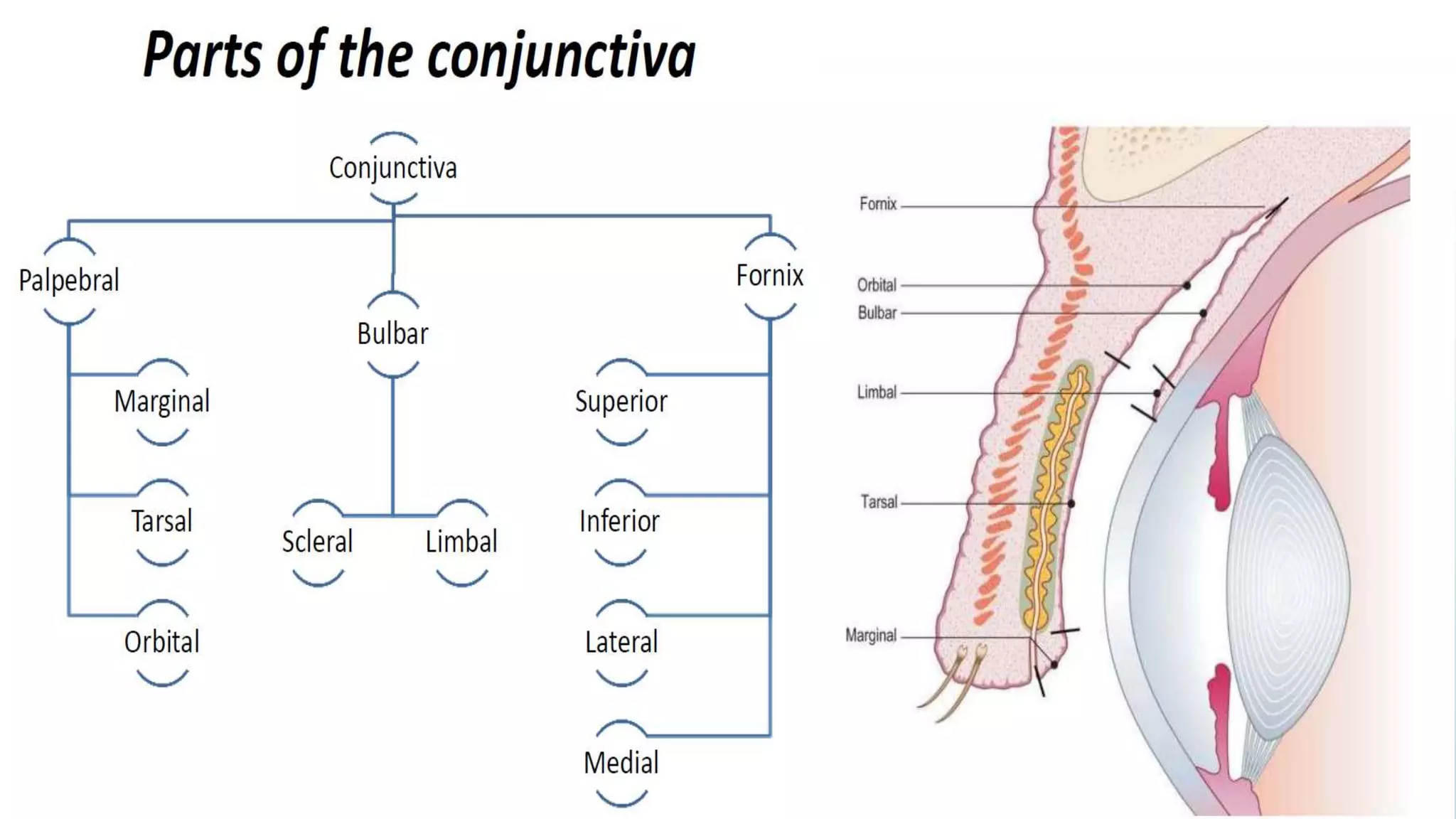cornea, conjunctiva and sclera | PPTX