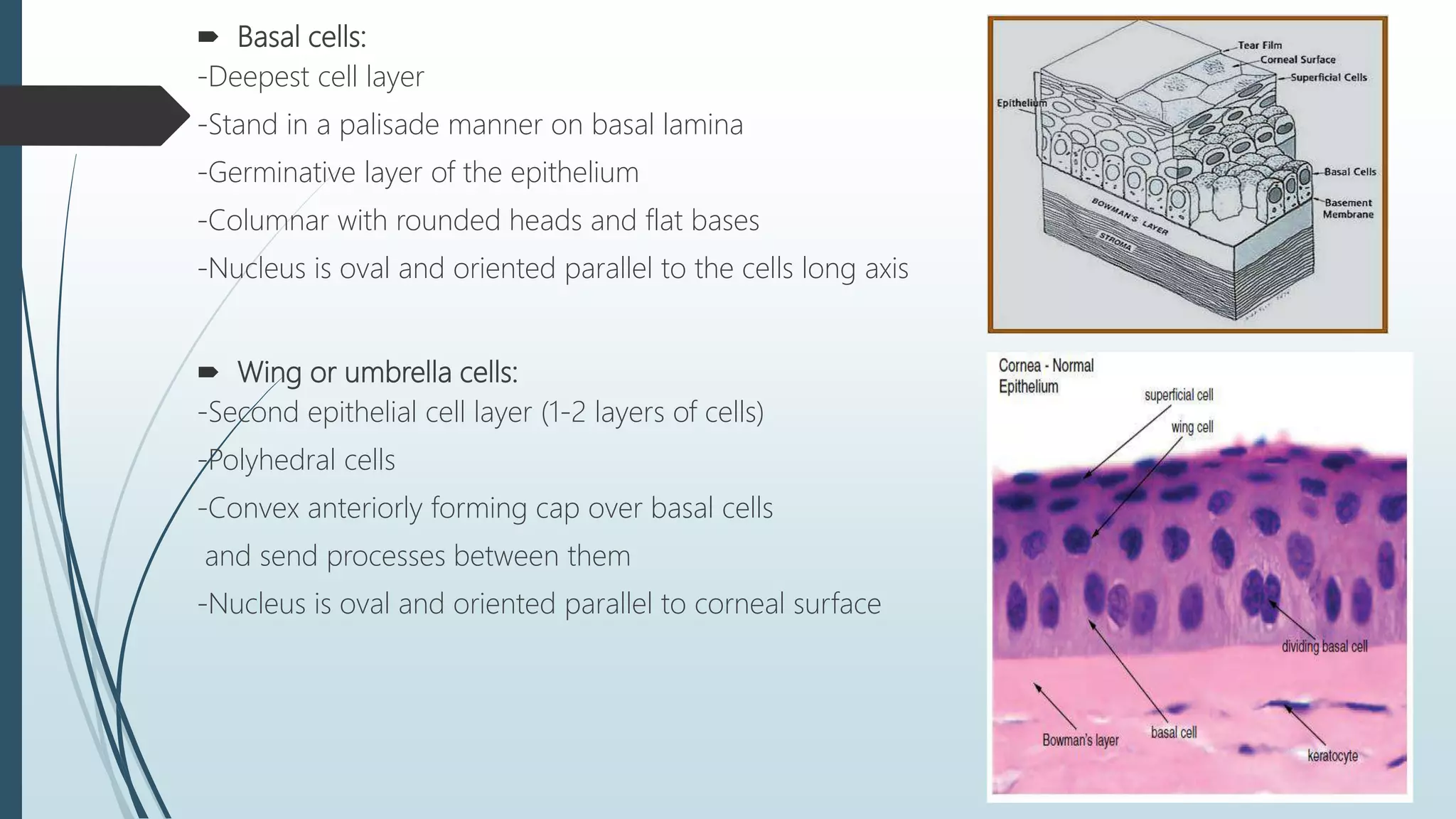 cornea, conjunctiva and sclera | PPTX