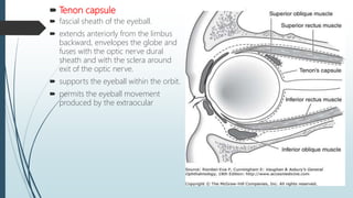 cornea, conjunctiva and sclera | PPTX