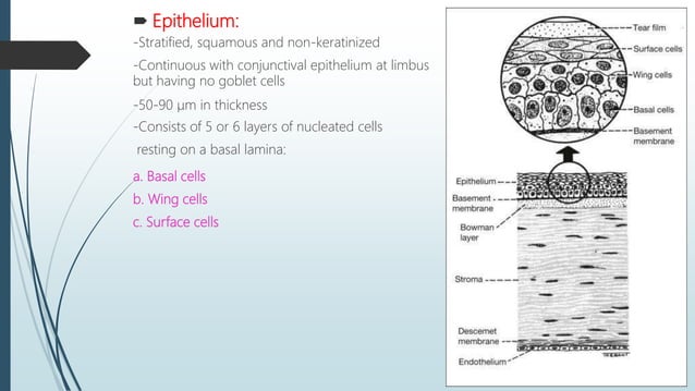 Cornea Conjunctiva And Sclera Pptx Eye And Vision Conditions