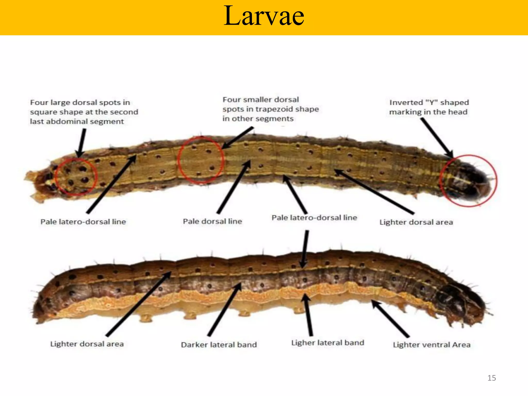 Fall Armyworm (Spodoptera frugiperda) FAW | PDF