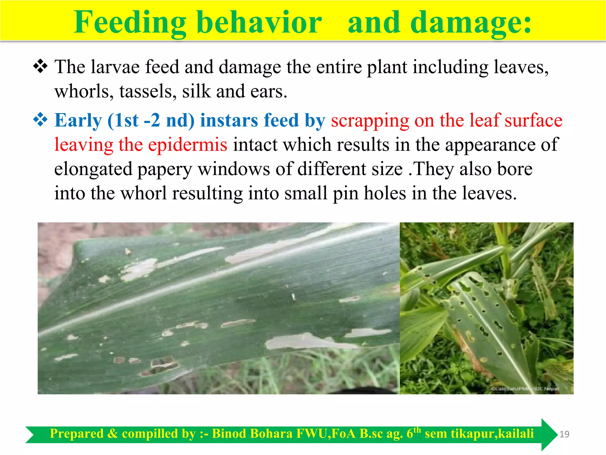 Fall Armyworm (Spodoptera frugiperda) FAW | PDF