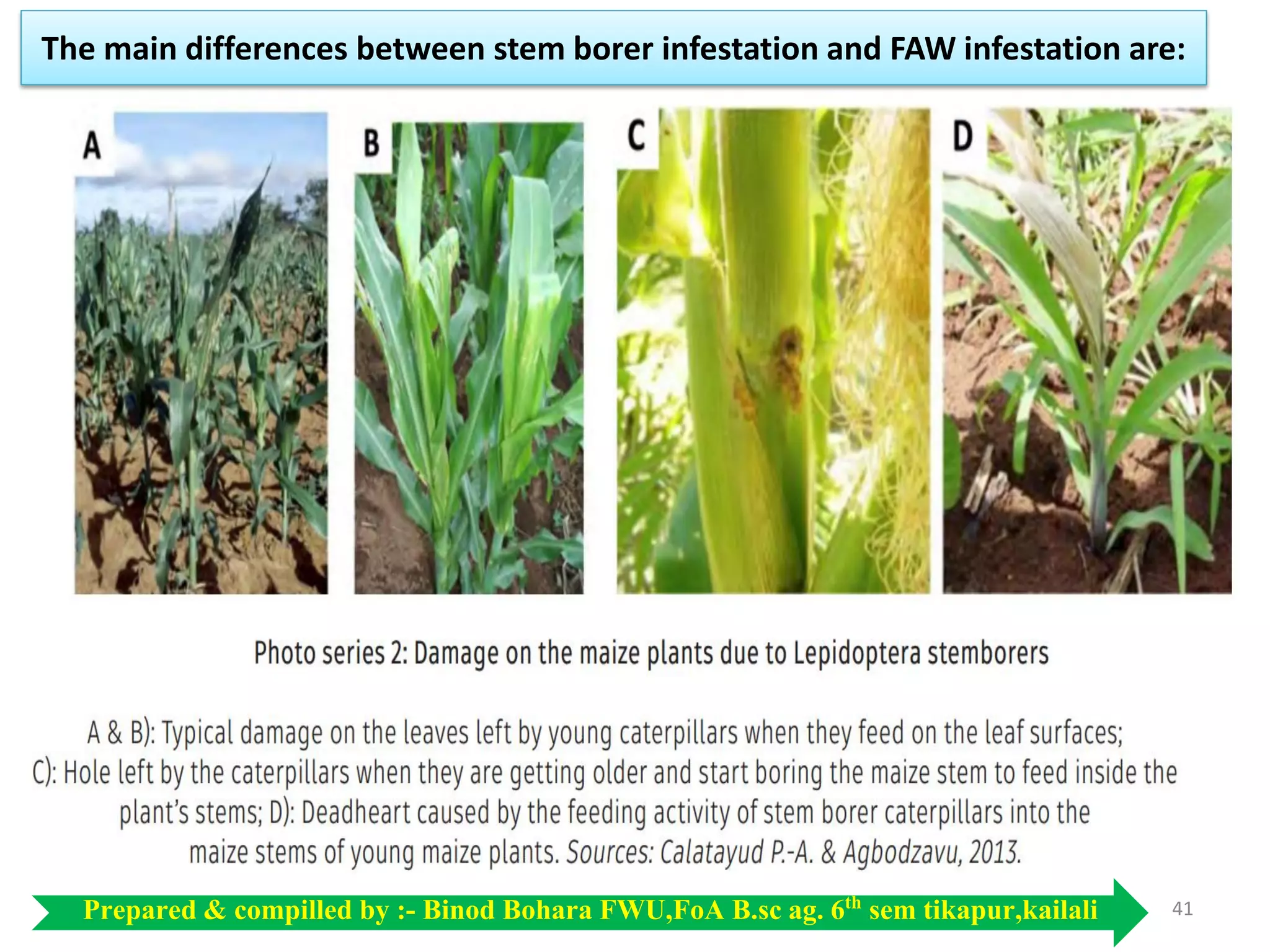 Fall Armyworm (Spodoptera frugiperda) FAW | PDF