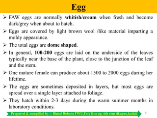 Fall Armyworm (Spodoptera frugiperda) FAW | PDF