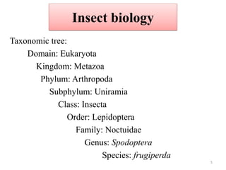 Fall Armyworm (Spodoptera frugiperda) FAW | PDF