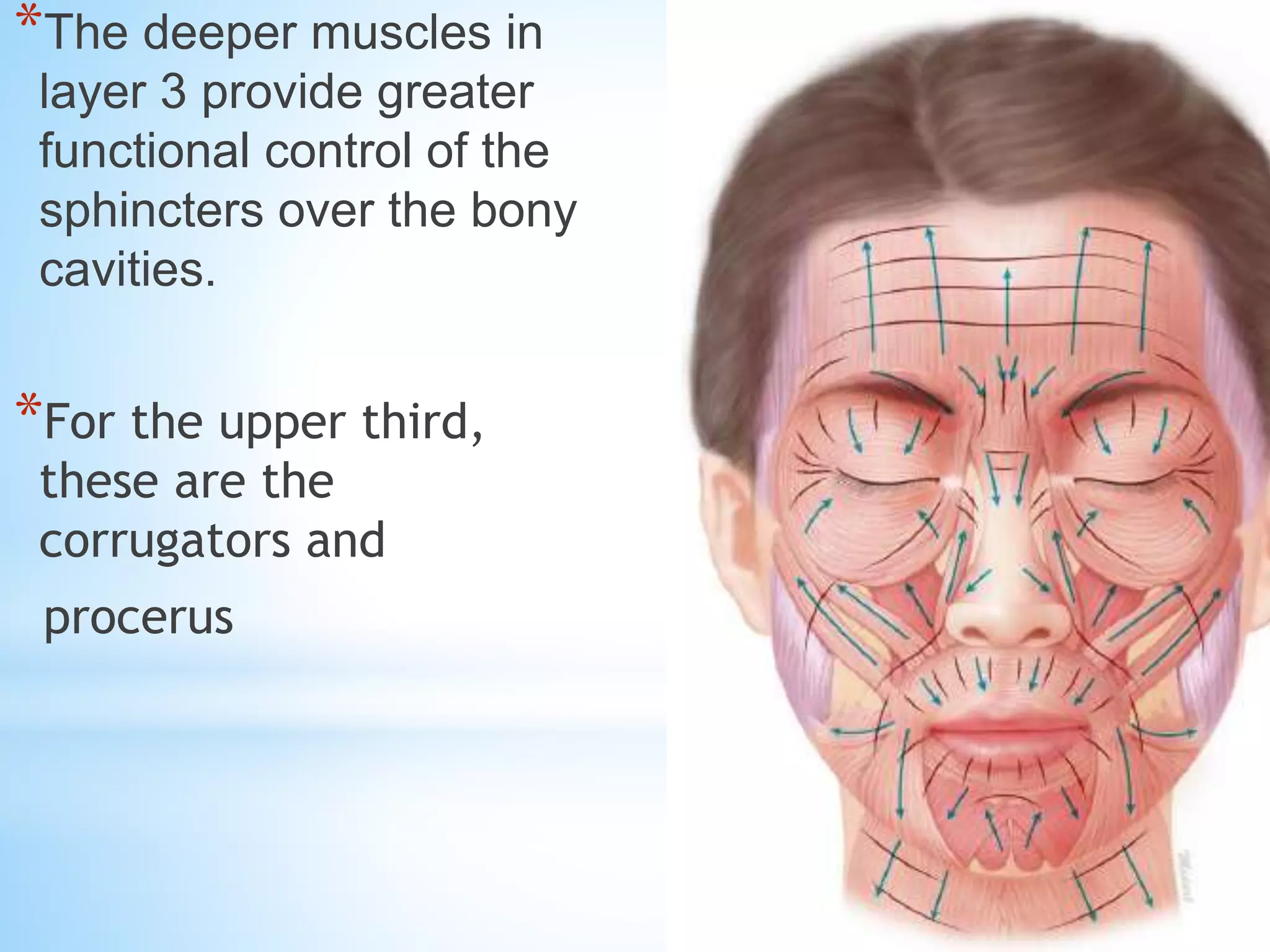 Fawzy A Fat Compartments And Retaining Ligaments Of The Face Pptx