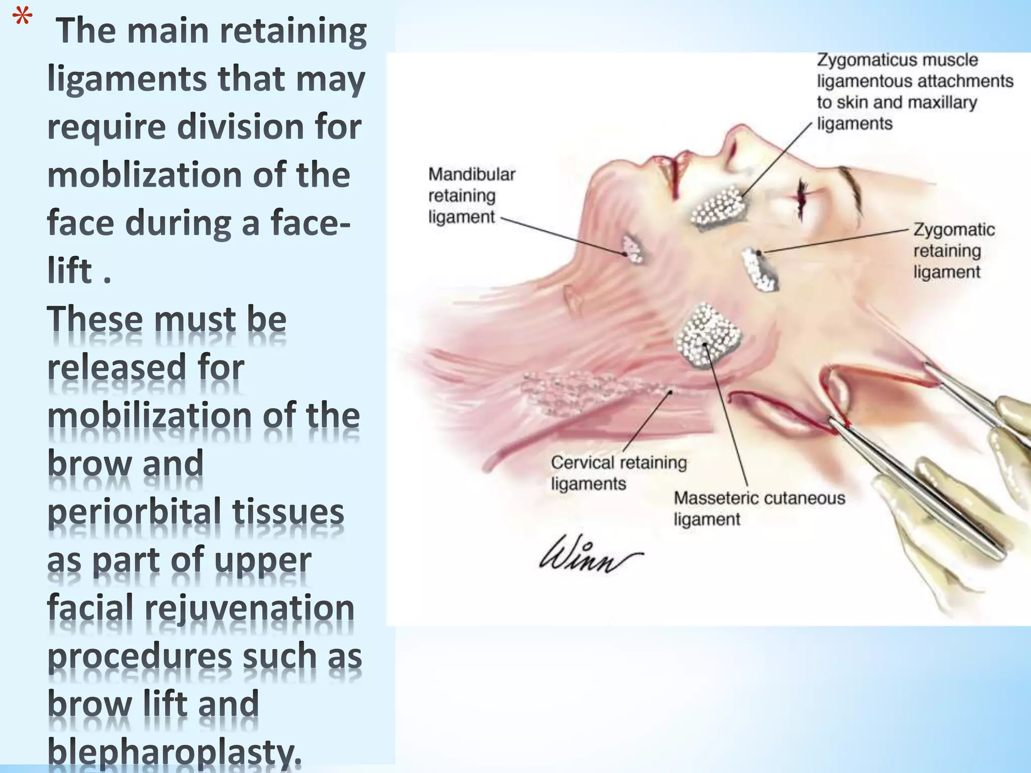 Fawzy A Fat Compartments And Retaining Ligaments Of The Face Ppt