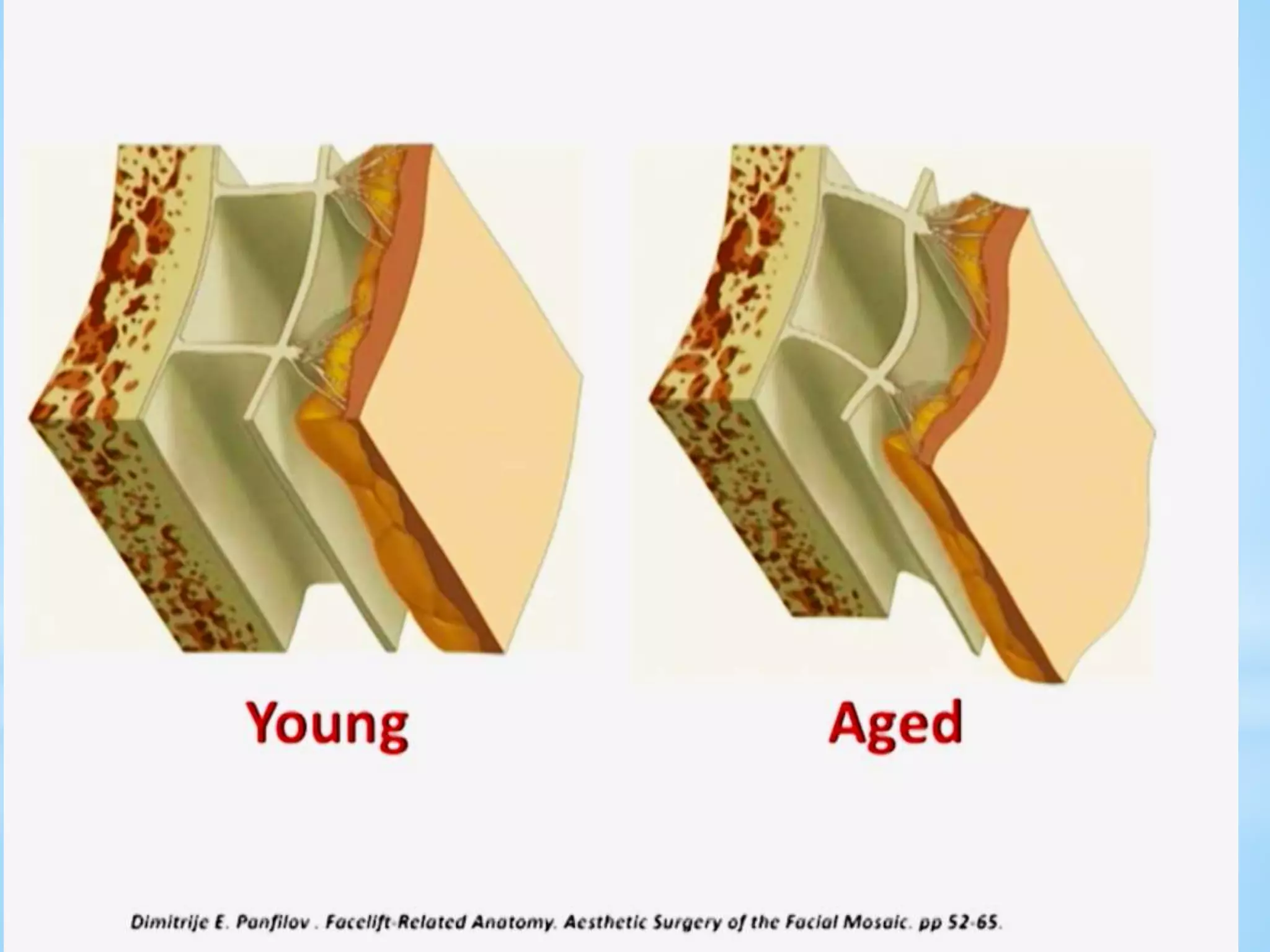 Fawzy a fat compartments and retaining ligaments of the face | PPT