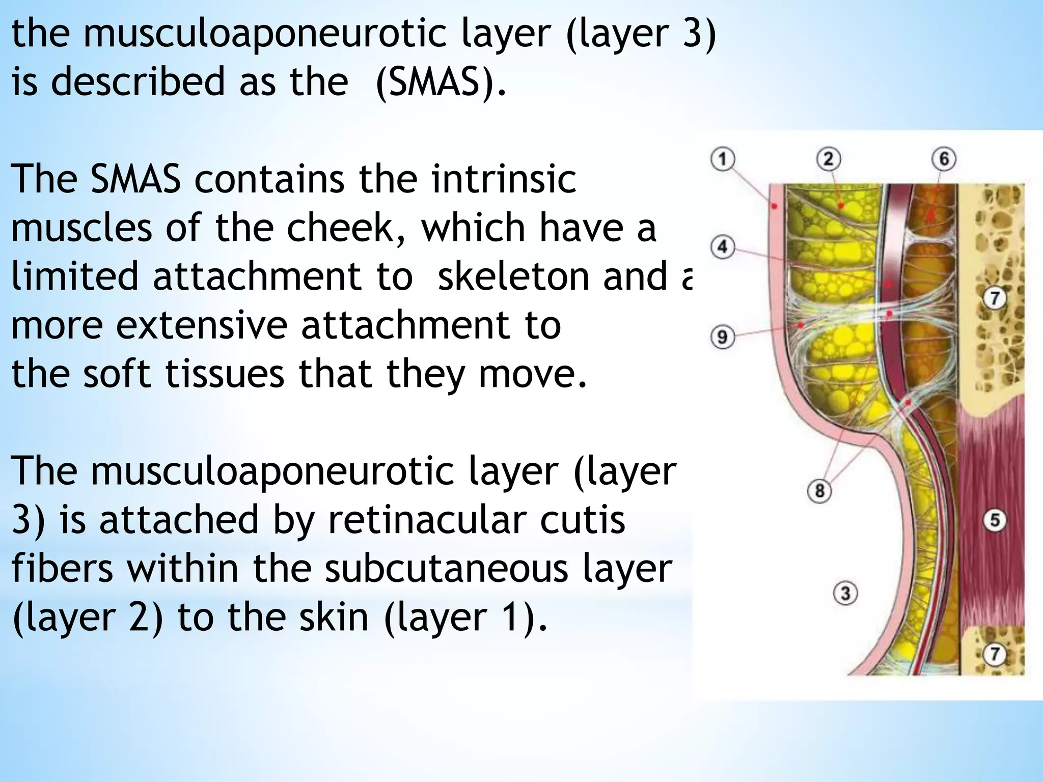 Fawzy a fat compartments and retaining ligaments of the face | PPTX
