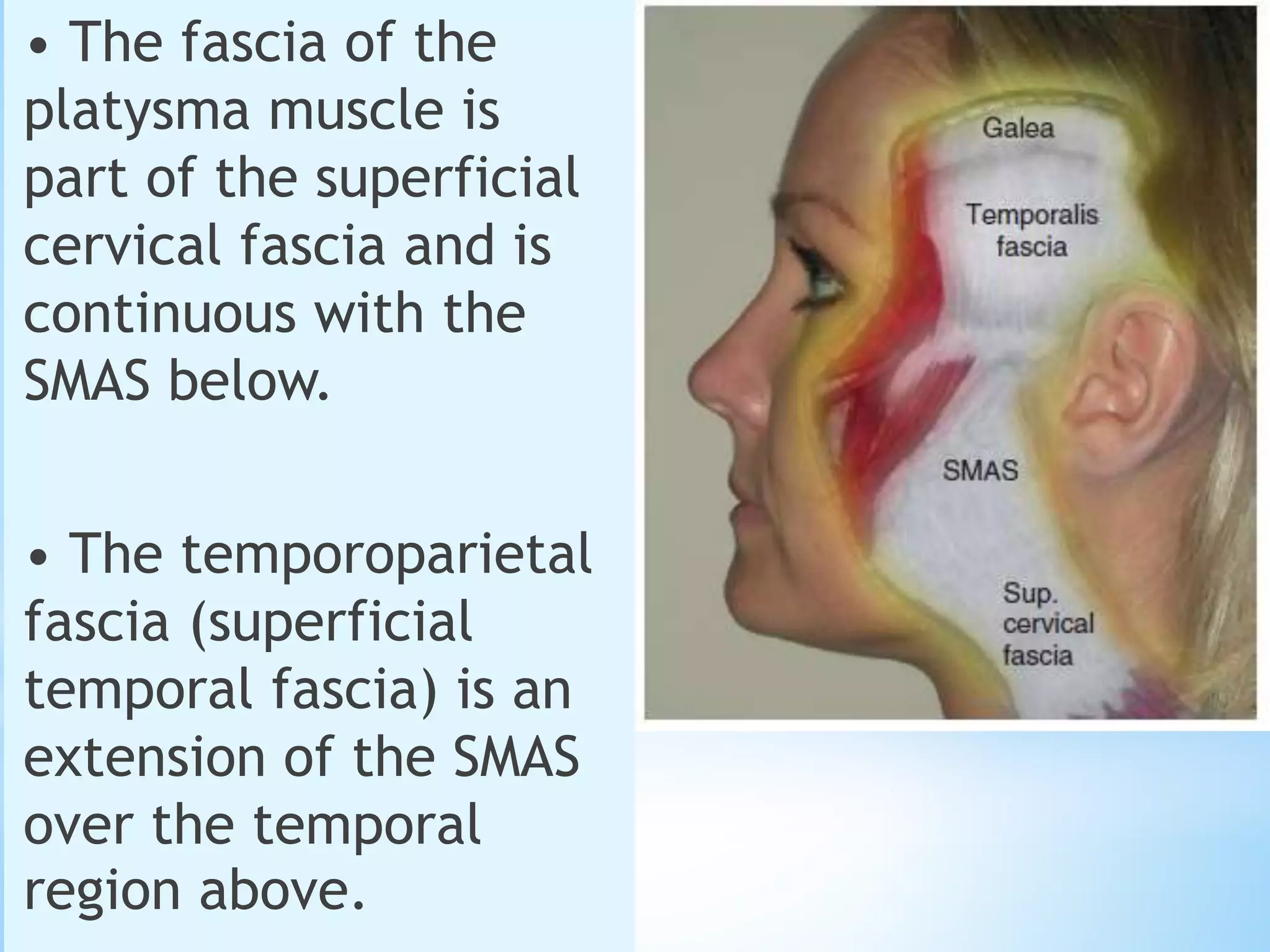 Fawzy a fat compartments and retaining ligaments of the face | PPTX