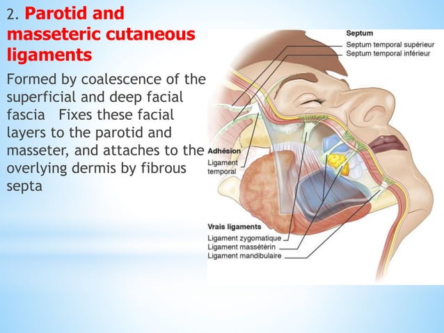 Fawzy A Fat Compartments And Retaining Ligaments Of The Face Pptx