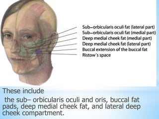 Fawzy a fat compartments and retaining ligaments of the face | PPTX