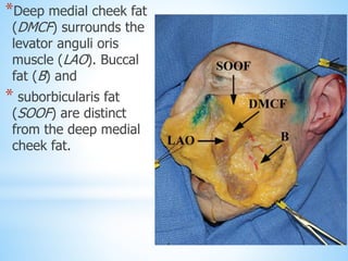 Fawzy a fat compartments and retaining ligaments of the face | PPTX