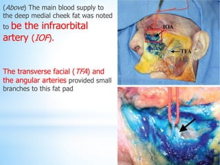 Fawzy a fat compartments and retaining ligaments of the face | PPTX