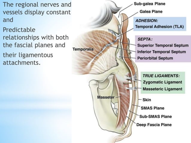 Fawzy A Fat Compartments And Retaining Ligaments Of The Face