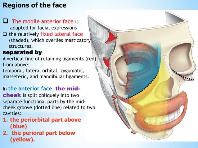 Fawzy A Fat Compartments And Retaining Ligaments Of The Face