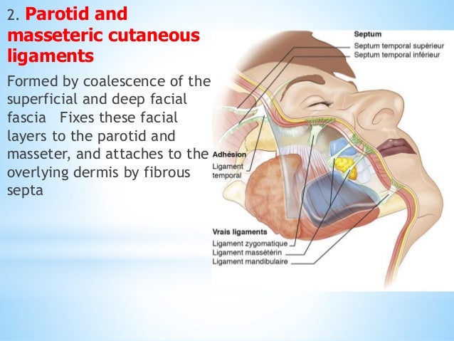 Fawzy a fat compartments and retaining ligaments of the face