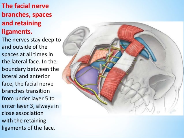 Fawzy a fat compartments and retaining ligaments of the face