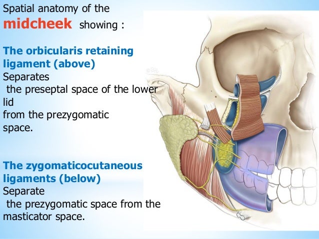 Fawzy a fat compartments and retaining ligaments of the face