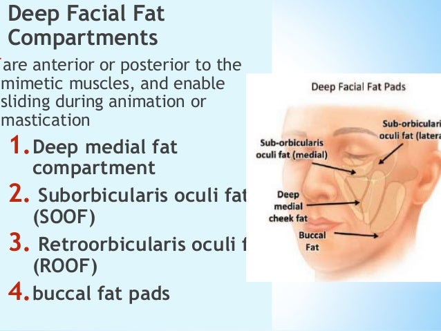 Fawzy A Fat Compartments And Retaining Ligaments Of The Face