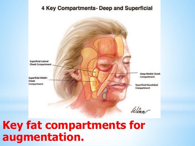 Fawzy A Fat Compartments And Retaining Ligaments Of The Face