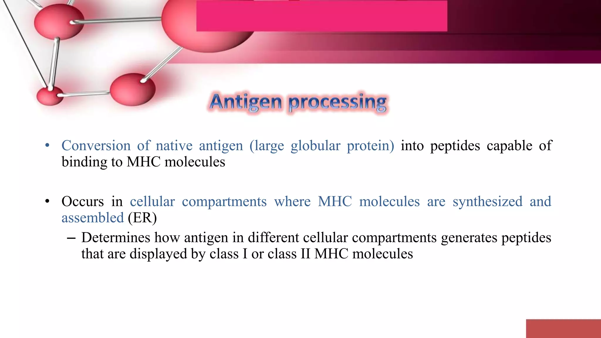 MHC I molecules | PPT