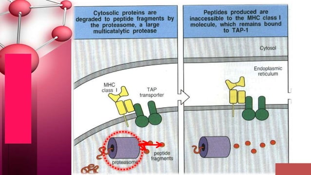 MHC I molecules | PPT
