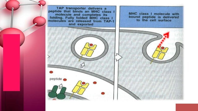 MHC I molecules | PPT