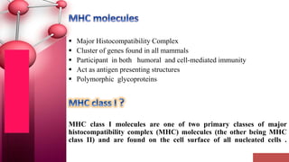 MHC I molecules | PPT