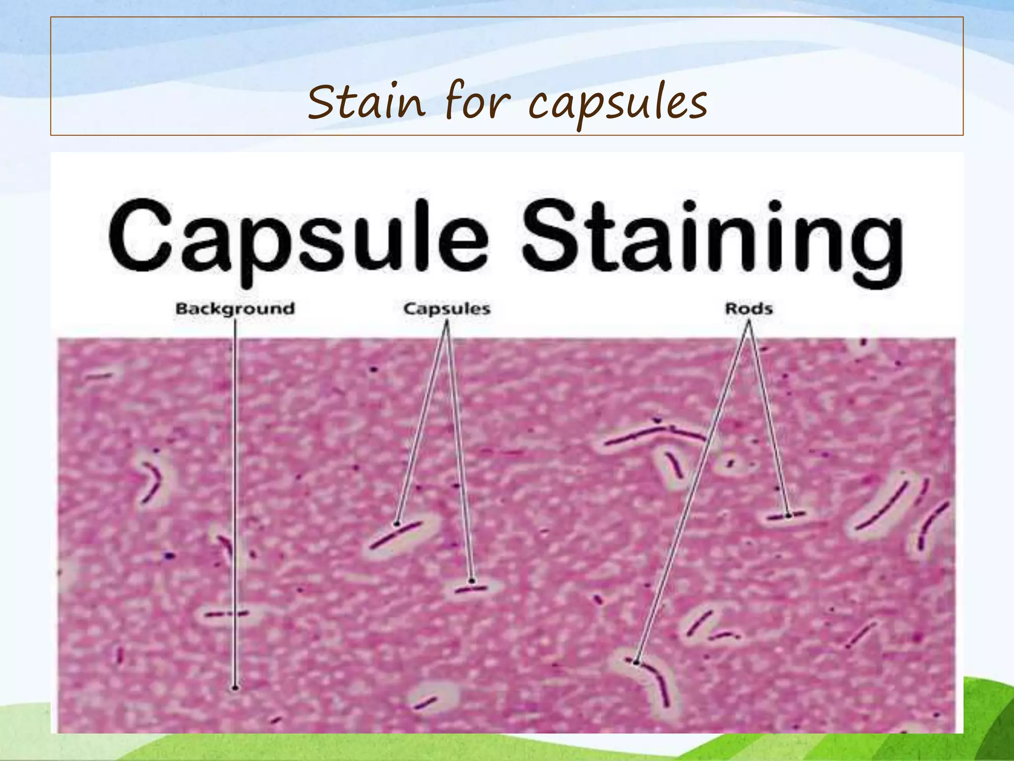 staining technique.pptx