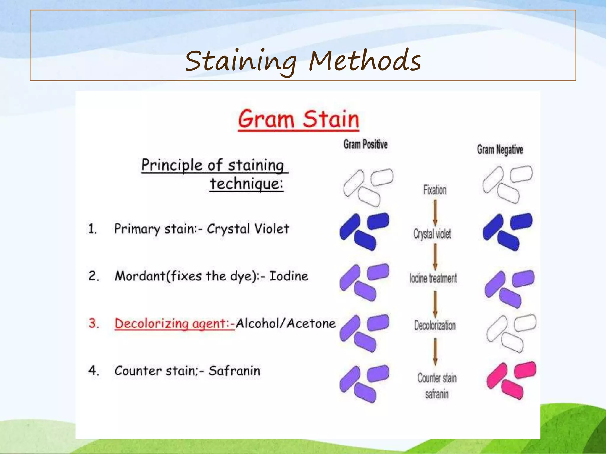 staining technique.pptx
