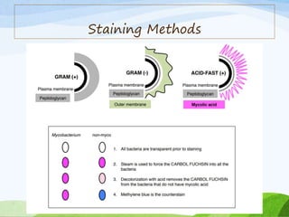 staining technique.pptx