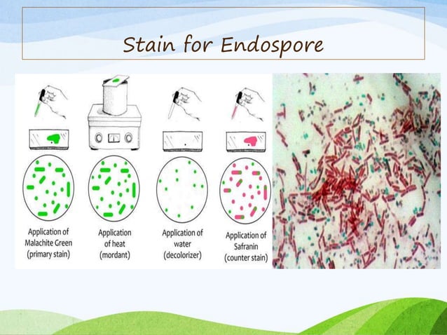 staining technique.pptx